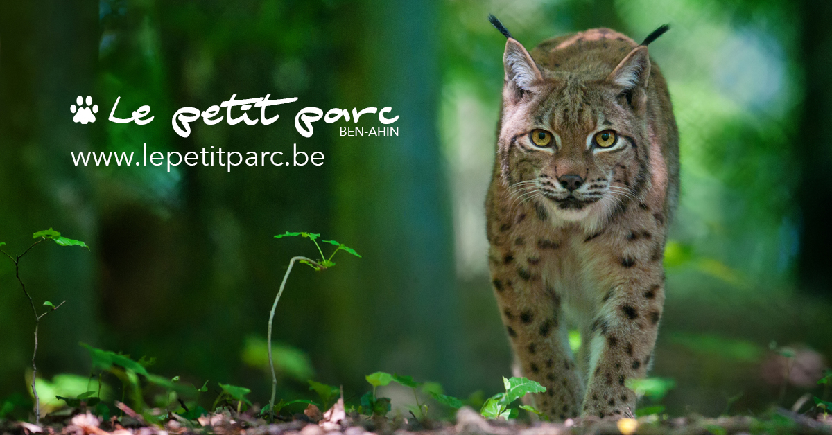 Le Petit Parc : parc animalier et restaurant à Ben-Ahin